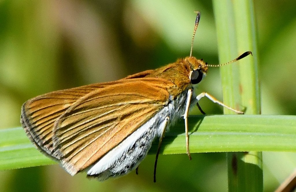 Two-spotted Skipper (Acadia National Park Butterfly Guide 🦋) · iNaturalist