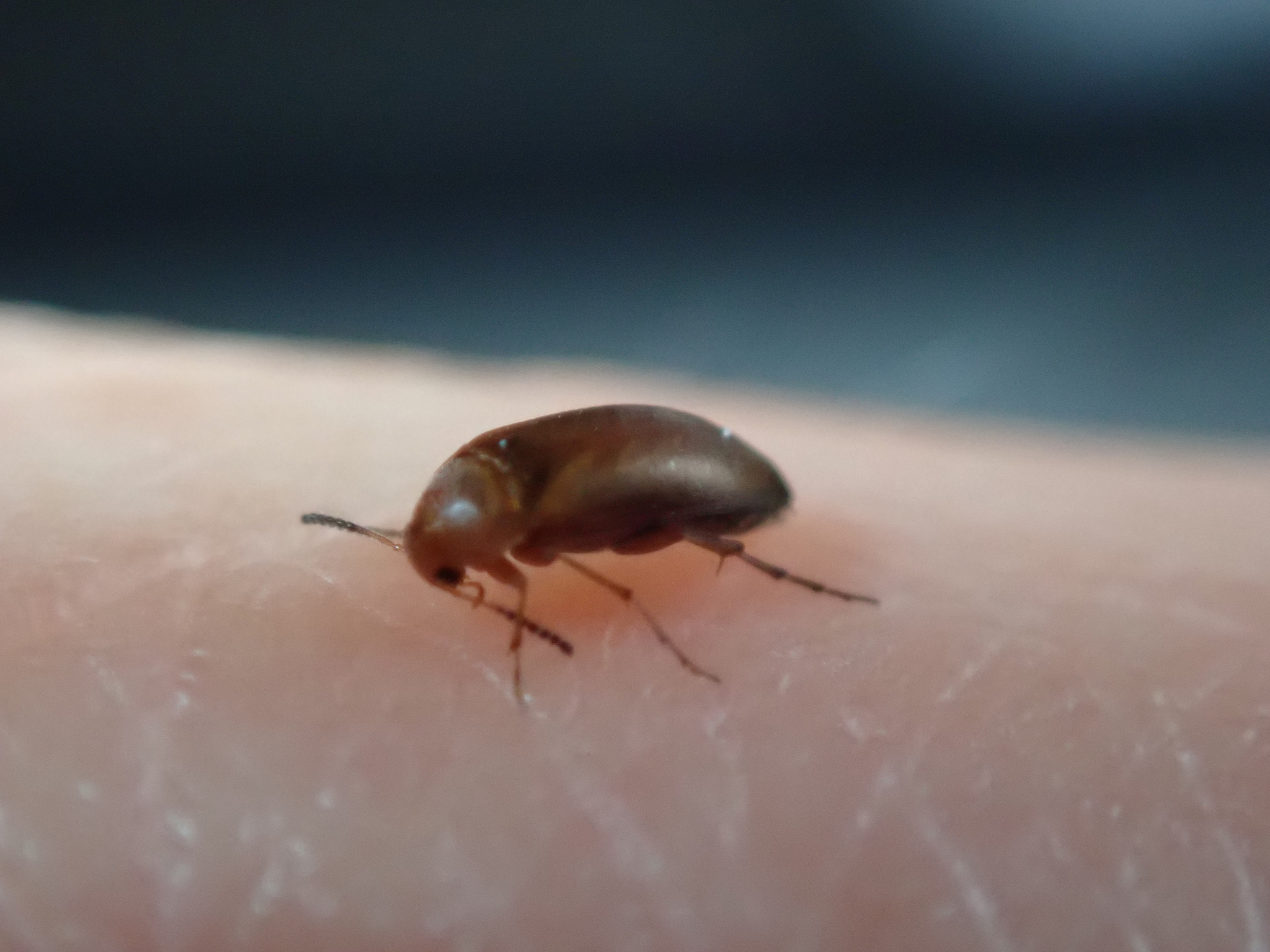 Anaspis flava (Linnaeus, 1758)