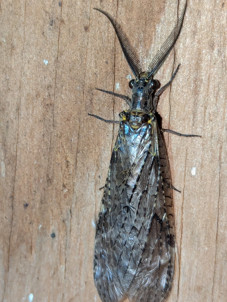 Spring Fishfly from Laurel, DE 19956, USA on July 20, 2024 at 09:29 PM ...