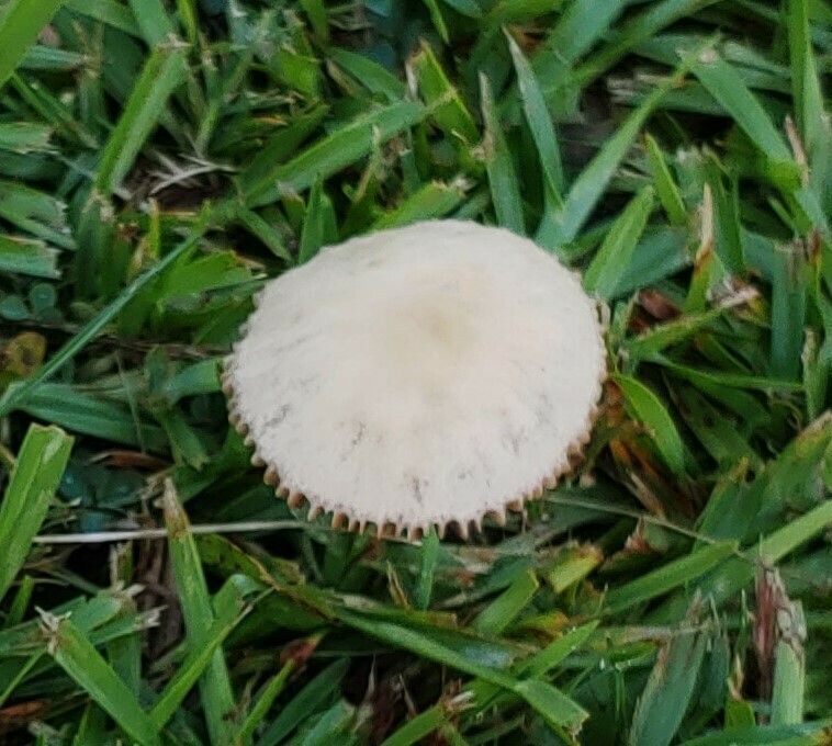 Agrocybe retigera from Mountain Park, GA, USA on July 20, 2024 at 07:45 ...