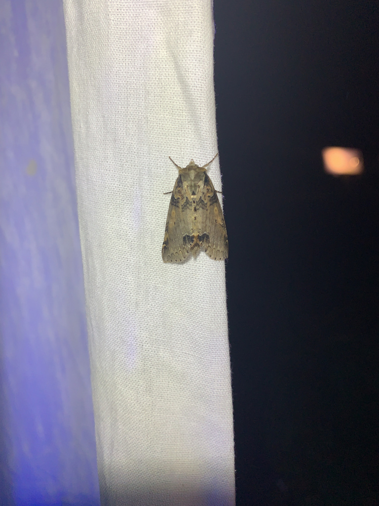Tufted Thyatirine Moth from South Glengarry on July 20, 2024 at 09:58 ...