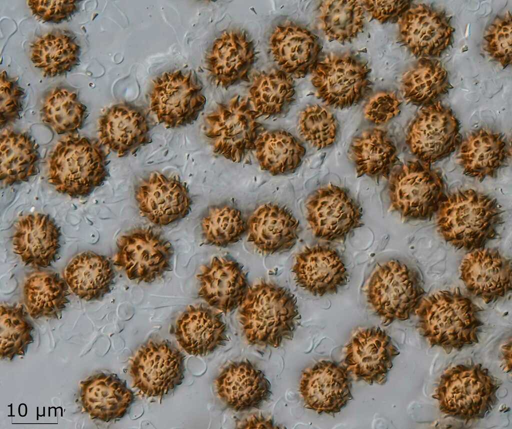 Scleroderma meridionale from Point Reyes National Seashore, Marin Co ...