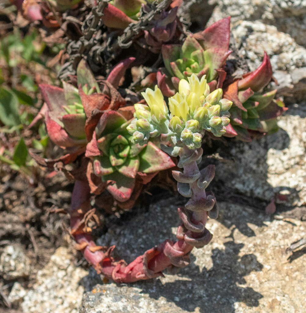 Bluff Lettuce from Tomales Point, Marin County, CA, USA on July 19 ...