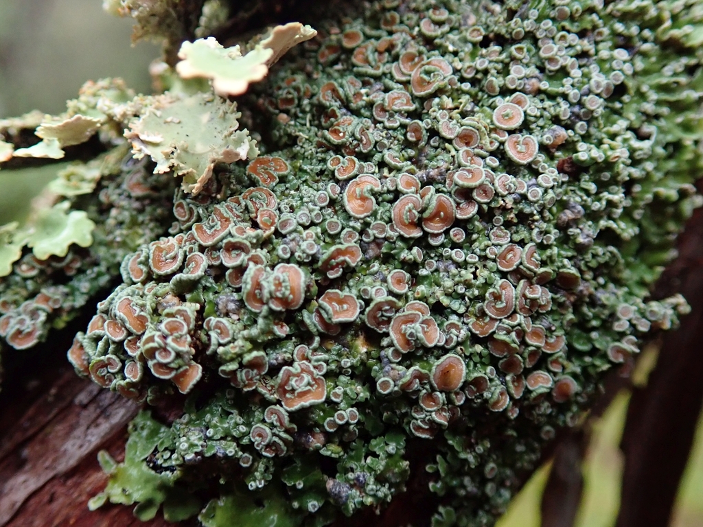 Shingle Lichens (Macrolichens Genera of the Pacific Northwest ...