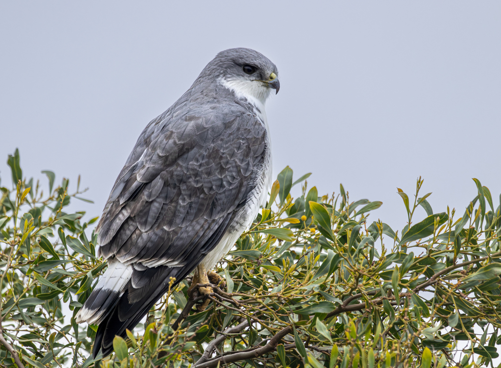 Variable Hawk from Petorca, Valparaíso, Chile on July 14, 2024 at 10:32 ...