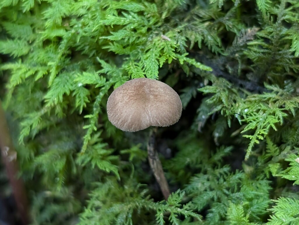 Pluteus seticeps from Highland Recreation Area on July 20, 2024 at 11: ...