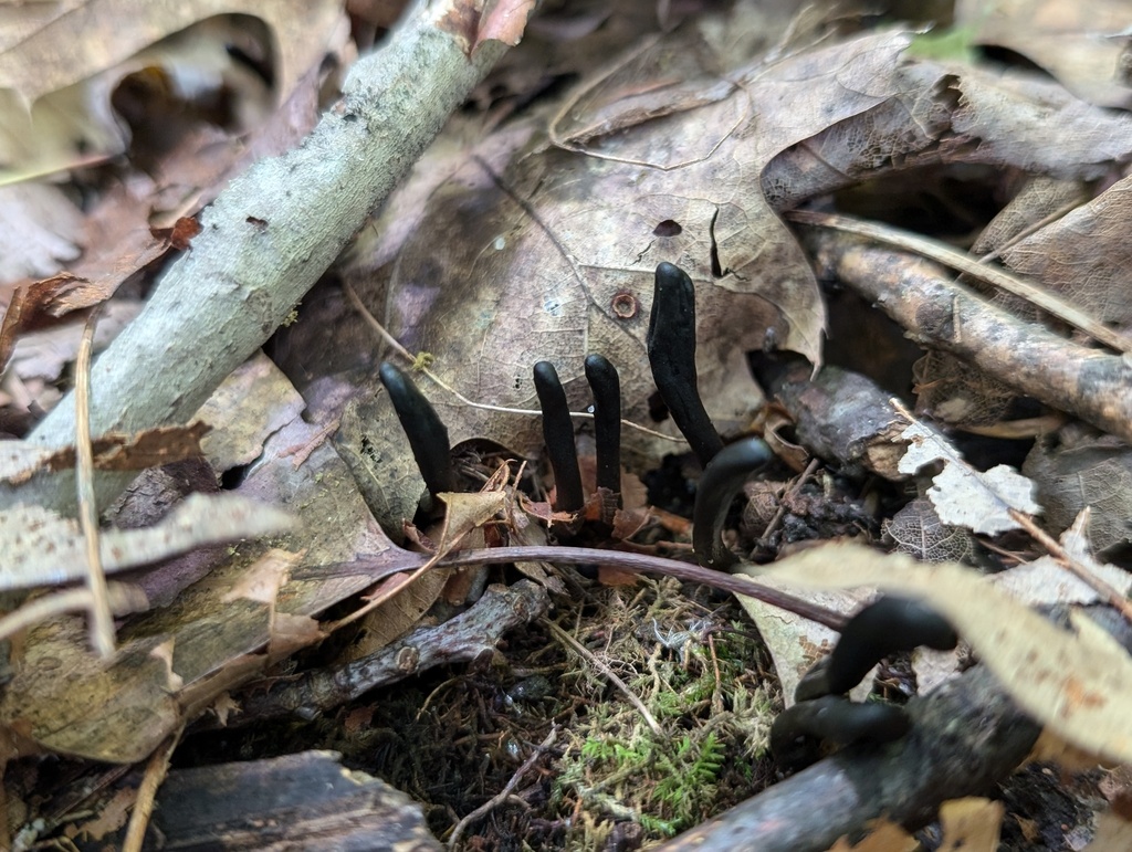 Slimy Earthtongue from Highland Recreation Area on July 20, 2024 at 11: ...