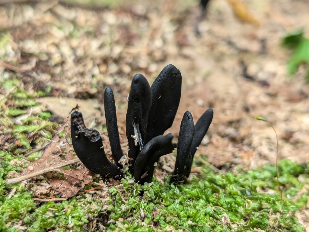 Slimy Earthtongue from Highland Recreation Area on July 20, 2024 at 12: ...