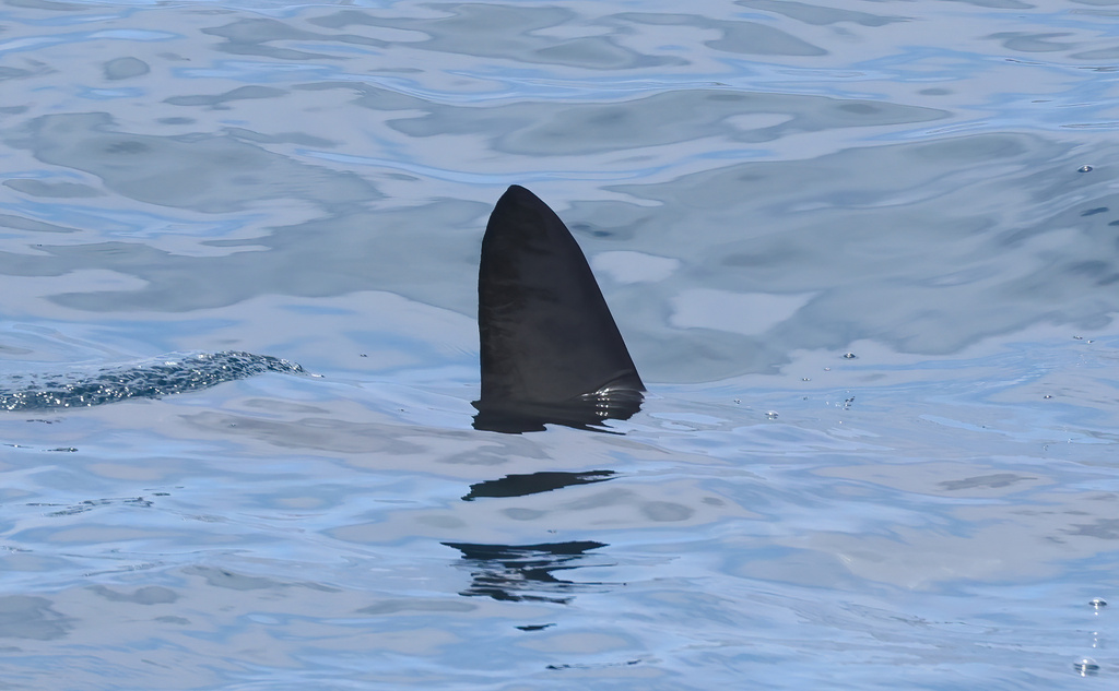Hammerhead Sharks in July 2024 by Tom Benson. Third photo over-enhanced ...