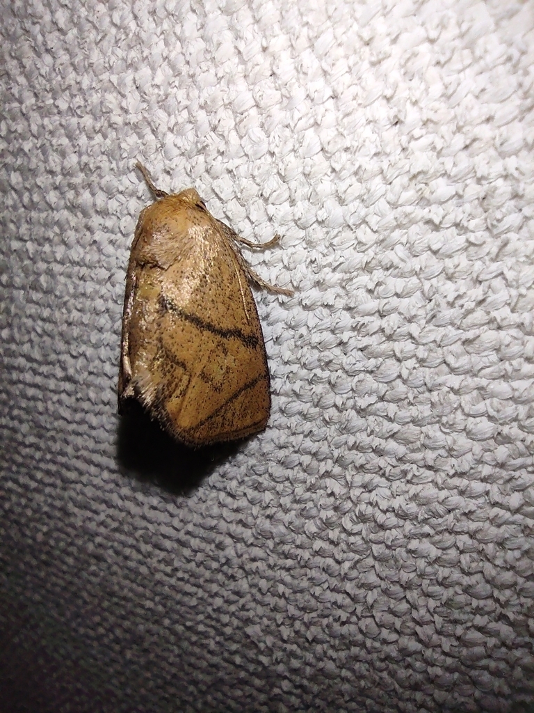 Yellow-collared Slug Moth from Liberty, TX 77575, USA on July 20, 2024 ...