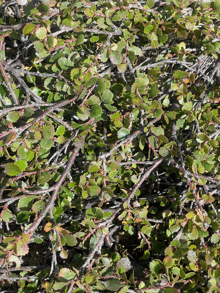 dwarf resin birch from Greenland, GL on July 20, 2024 at 03:51 PM by ...