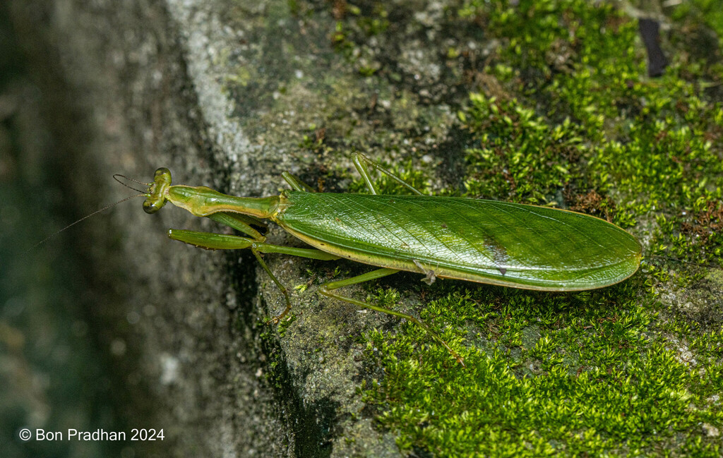 Heliomantis elegans from Darjeeling town, Gandhi Road, Darjeeling, West ...