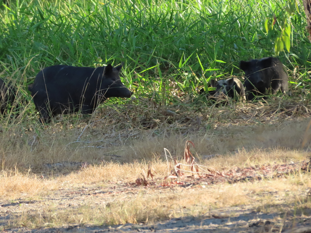 Eurasian Wild Pig from West Arnhem NT 0822, Australia on August 27 ...