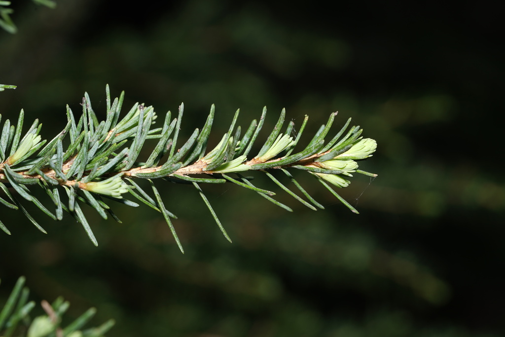 mountain hemlock from Mt. Hood Park Division Recreation Area ...