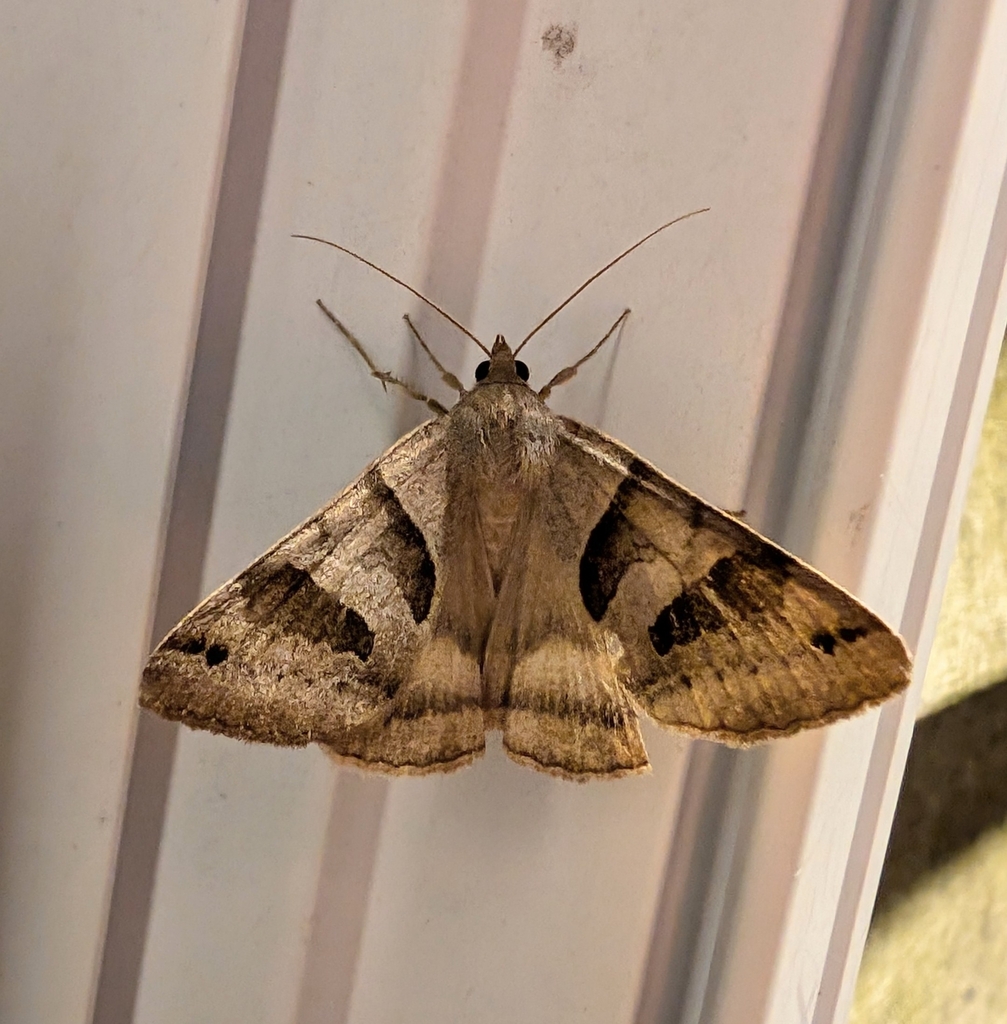 Forage Looper Moth from Sherrill Township, MO, USA on July 20, 2024 at ...