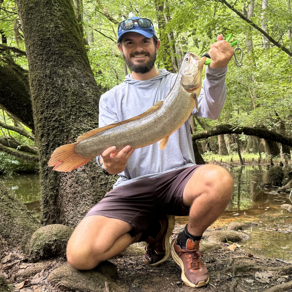 Ruddy Bowfin in July 2024 by Peter Wilson · iNaturalist