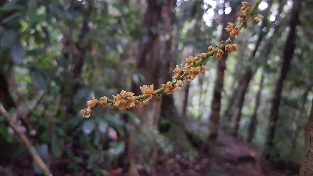 Ryparosa kurrangii from Diwan QLD 4873, Australia on June 4, 2019 at 08 ...