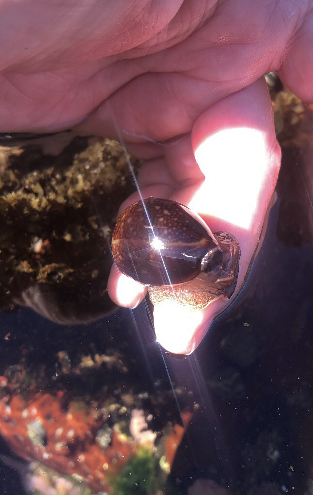 Snakehead Cowrie in July 2024 by inatau. Snake head cowrie Alive Fl/R ...