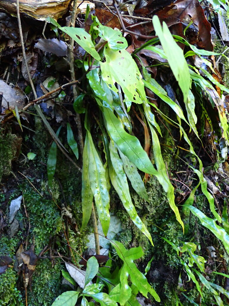 Lance Fern from Maitai, Nelson 7010, New Zealand on July 21, 2024 at 11 ...