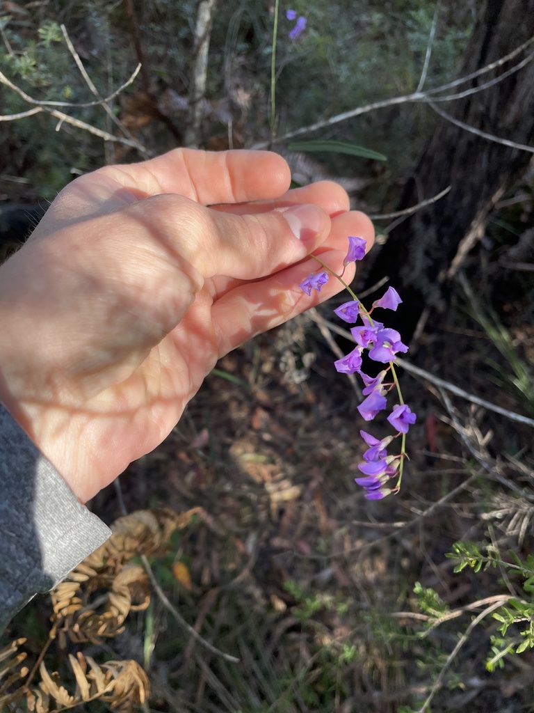 False Sasparilla from Naree Budjong Djara National Park, North ...