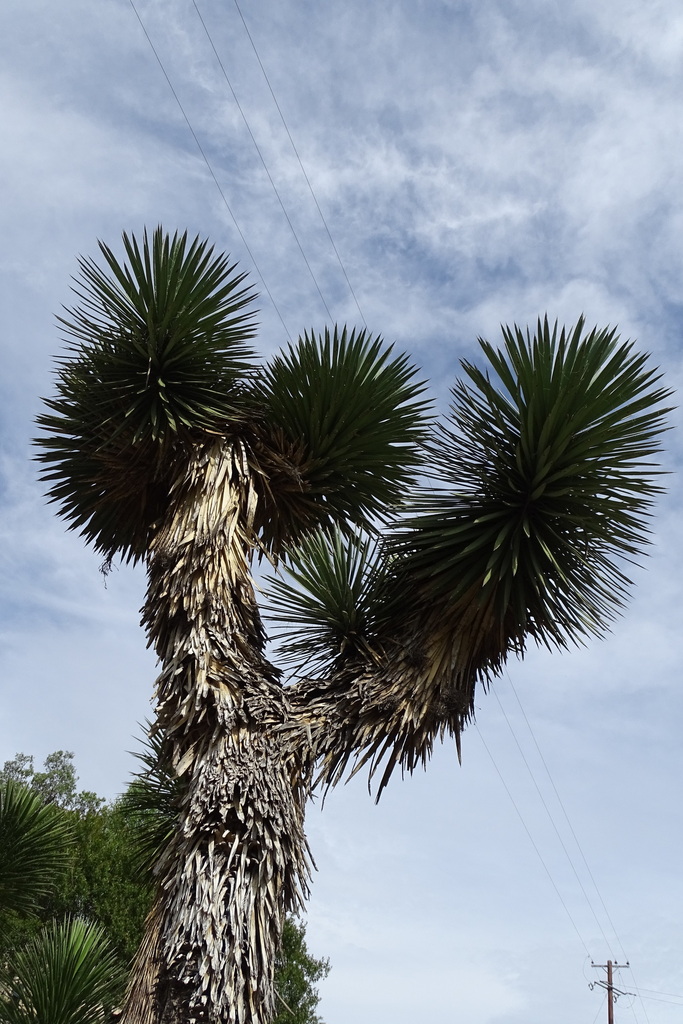 tree yucca from Armadillo de los Infante, S.L.P., México on July 20 ...