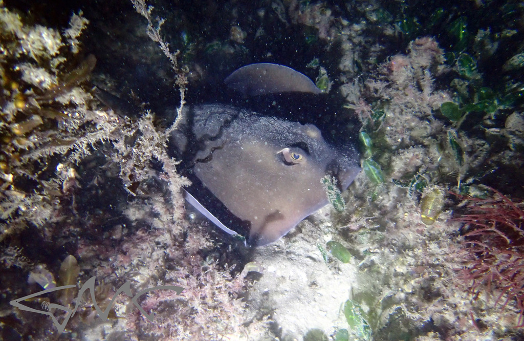 Common Stingaree from Fly Point Dive on July 17, 2024 at 05:47 PM by ...