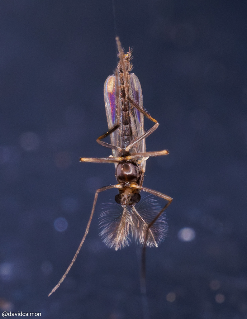 Non-biting Midges from Bowen Mountain NSW 2753, Australia on July 21 ...