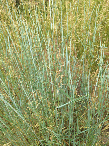 Intermediate Wheatgrass (Native Grasses, Ferns, and Mosses of Golden ...