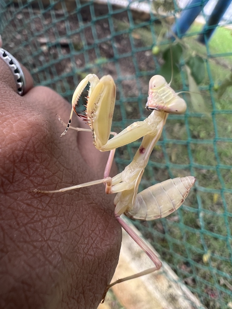 Giant Asian Mantis from Koror-Babeldaob Bridge, Palau, PW on July 20 ...