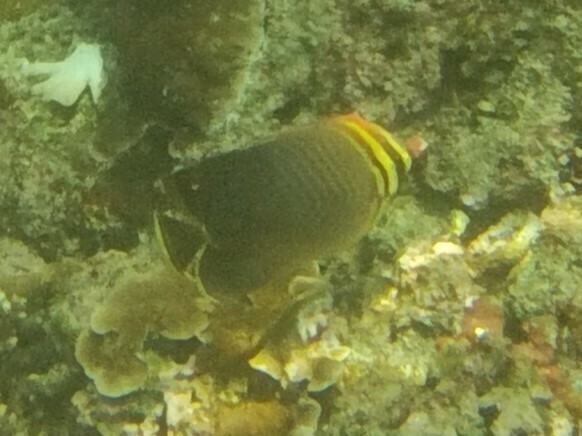Eastern Triangle Butterflyfish from Karangasem Regency, Bali, Indonesia ...
