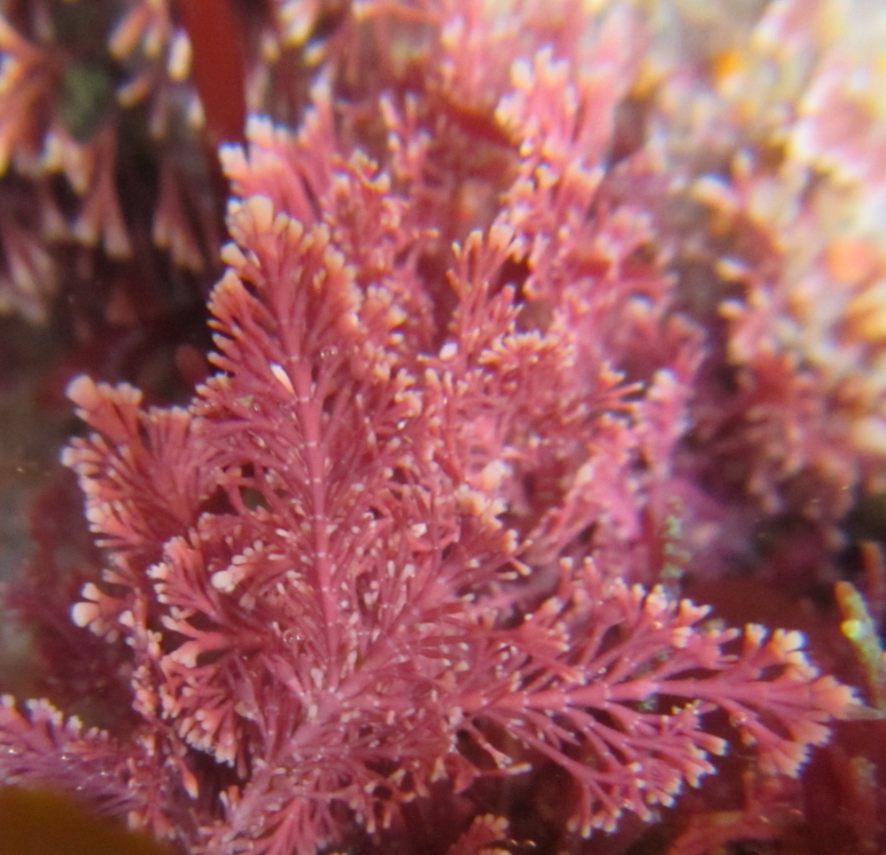 Red Coralline Algae (Jania) - Botanical Realm