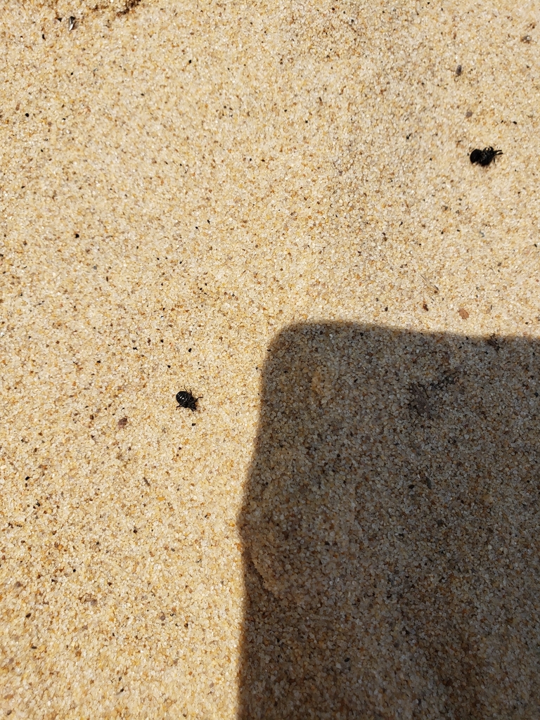 Yellow Poplar Weevil from Washington, VA, USA on June 3, 2019 at 12:47 ...