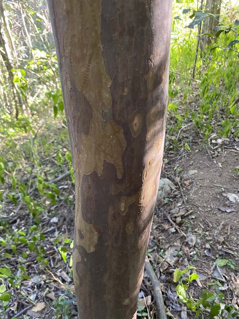 Backhousia subargentea from Riverside Dr, Pine Mountain, QLD, AU on ...
