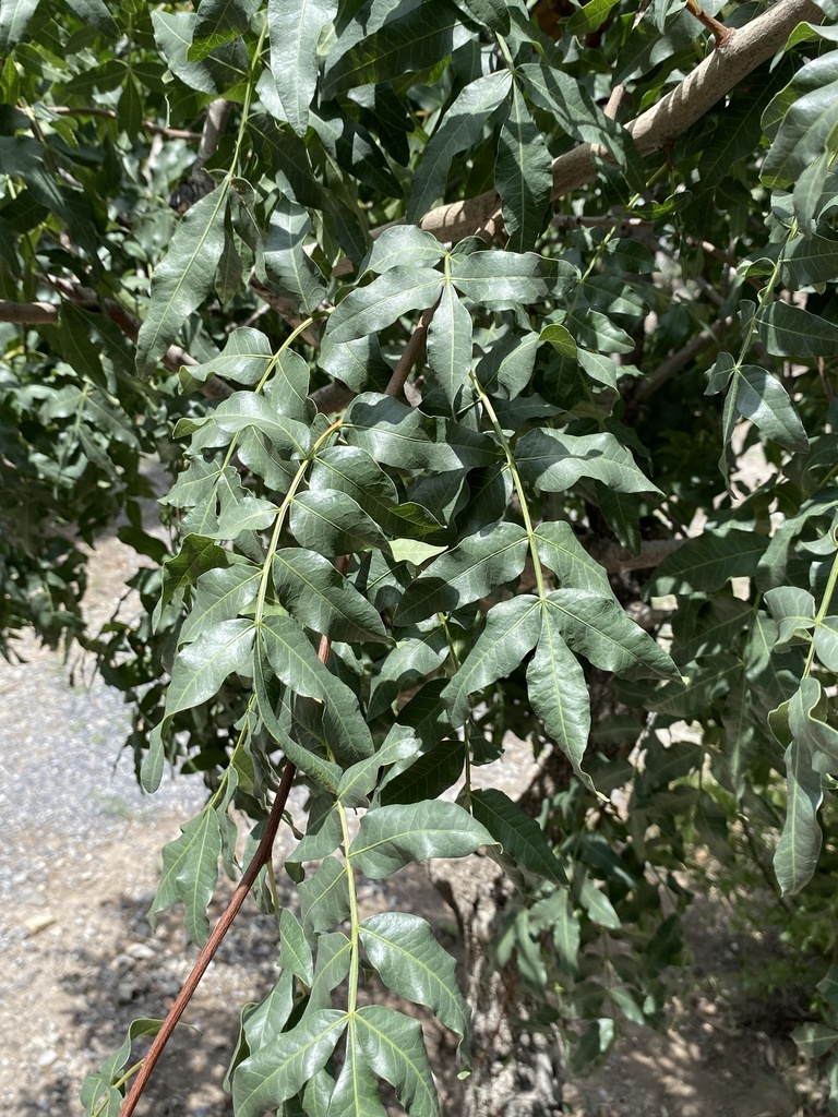 Mount Atlas mastic tree from De Bocas, Parras de la Fuente, Coah., MX ...