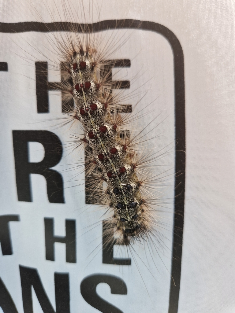Spongy Moth from 20043 Vanzago MI, Italia on July 21, 2024 at 09:52 AM ...