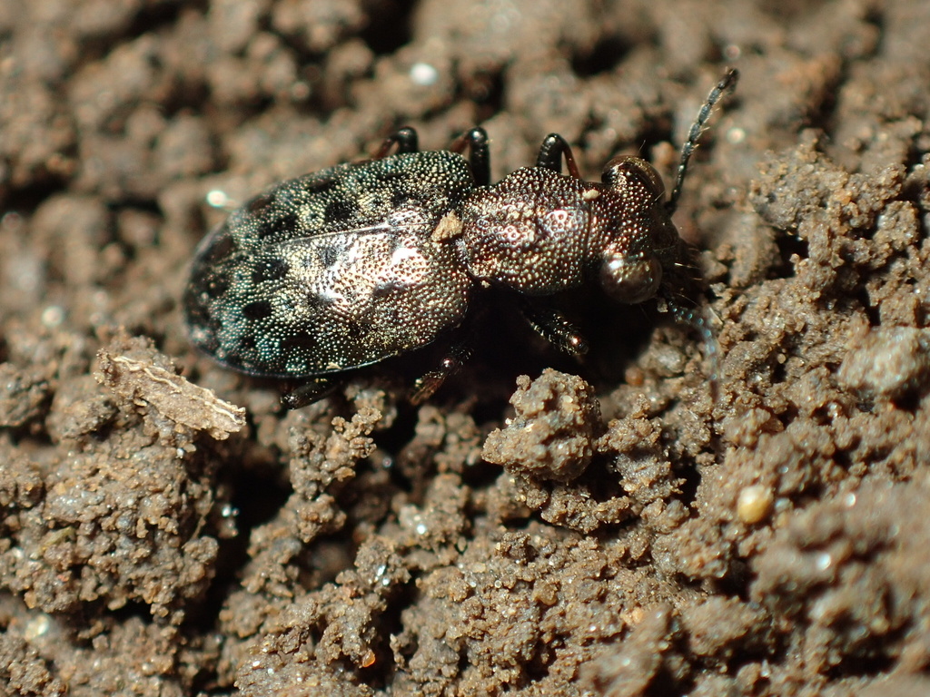 Elaphrus punctatus in July 2017 by fo_rrate · iNaturalist