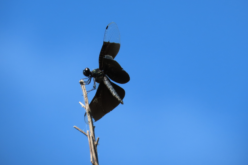 Butterfly Flutterer from 日本、〒630-0101 奈良県生駒市高山町 on July 21, 2024 at 02: ...