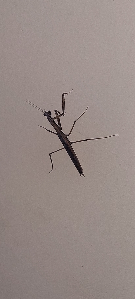 Asian Jumping Mantis from 6MRX+WM, Mambajao, Camiguin, Philippinen on ...