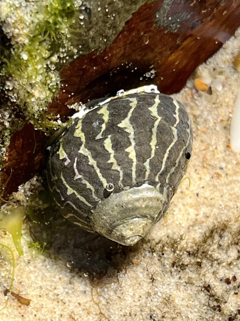 Zebra Top Snail from Hastings Point, NSW, AU on July 21, 2024 at 02:02 ...