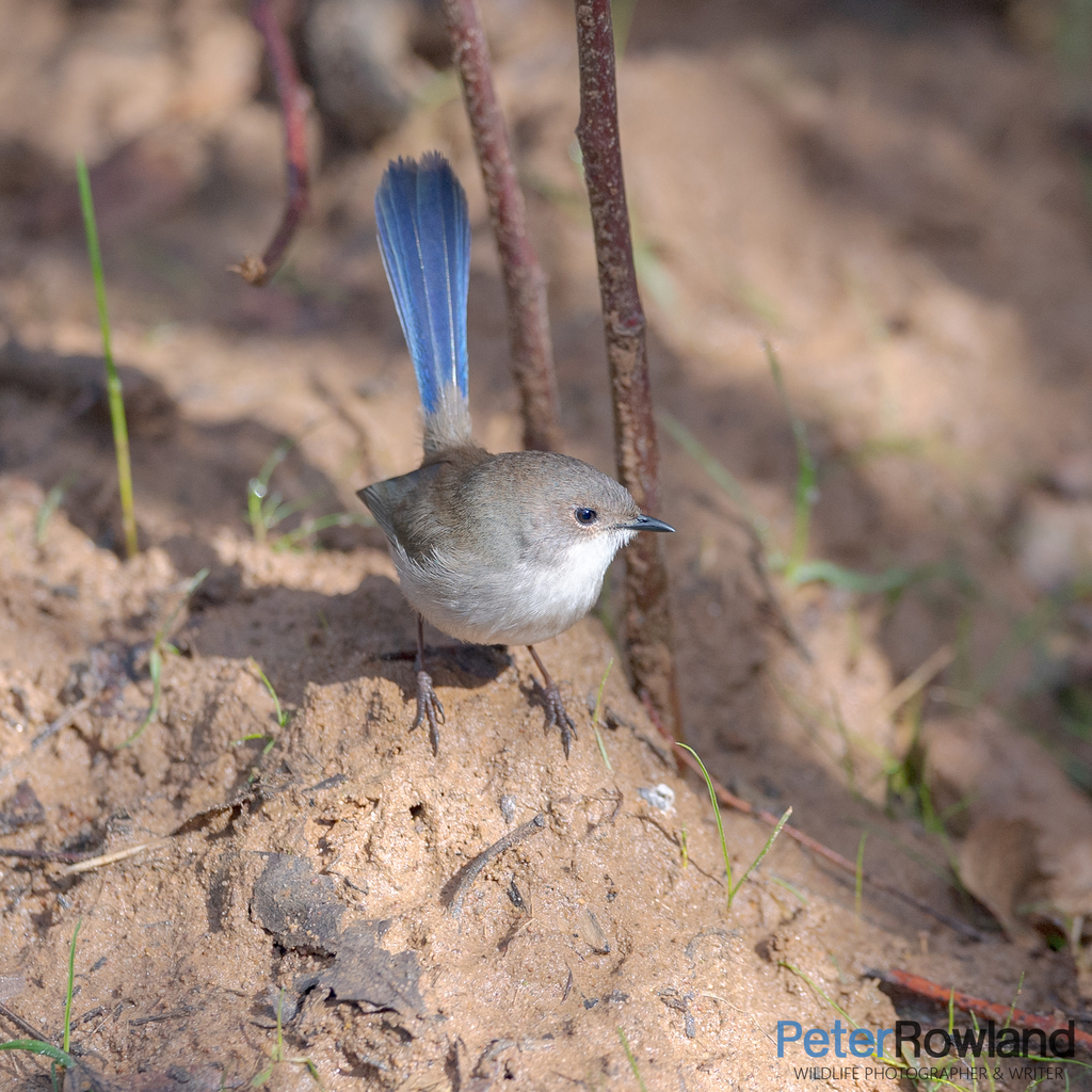 Superb Fairywren from Cookardinia NSW 2650, Australia on June 18, 2023 ...