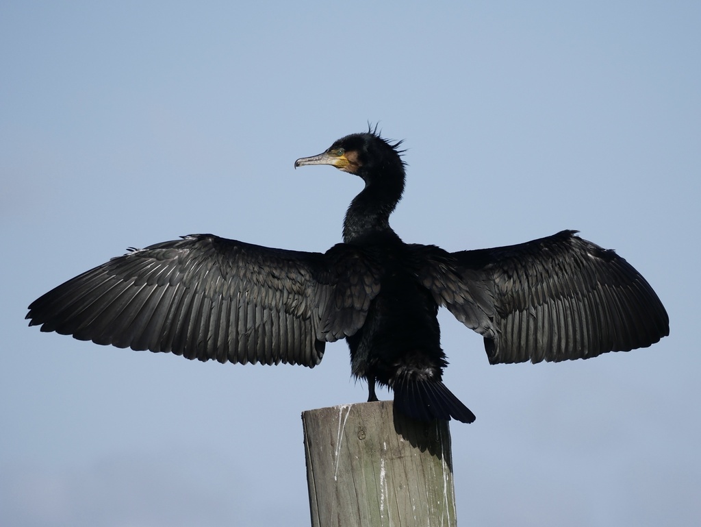 Australasian Great Cormorant from North Island / Te Ika-a-Māui ...