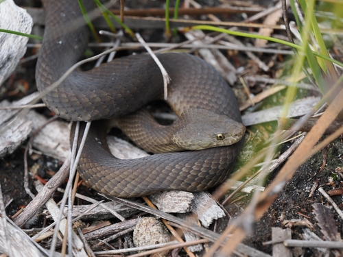 Bardick (Echiopsis curta) - Snakes and Lizards