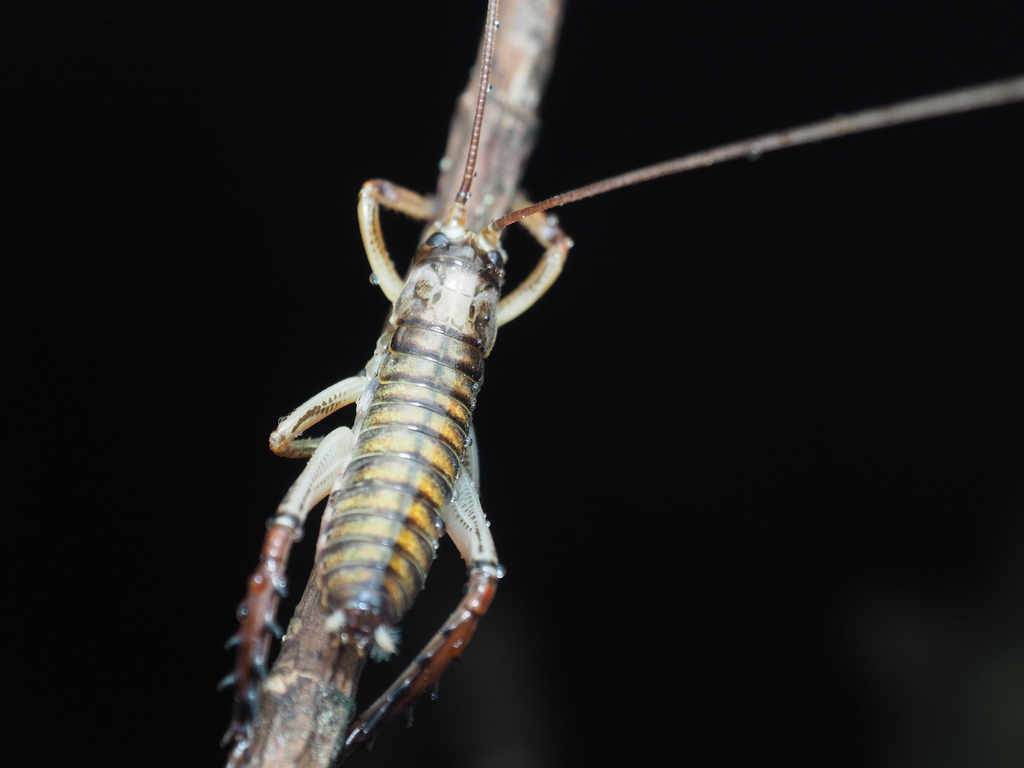 Auckland Tree Weta from Oropi 3173, New Zealand on July 20, 2024 at 09: ...