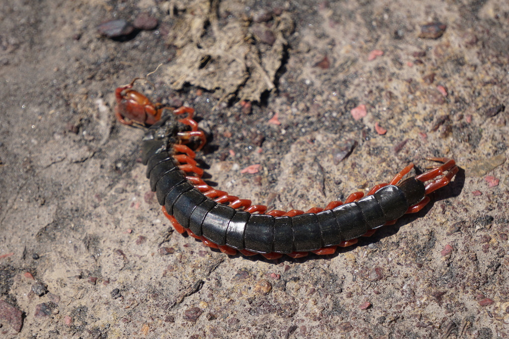 Chinese Red-headed Centipede from Sakurajimayokoyamacho, Kagoshima, 891 ...