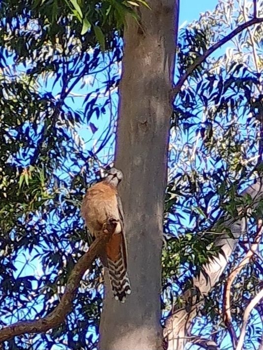 Fan-tailed Cuckoo from Byabarra NSW 2446, Australia on July 21, 2024 at ...