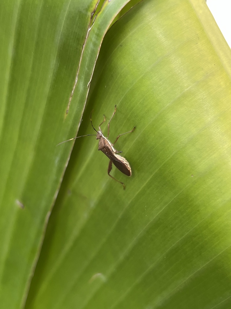 Riptortus linearis in July 2024 by Nakatada Wachi · iNaturalist