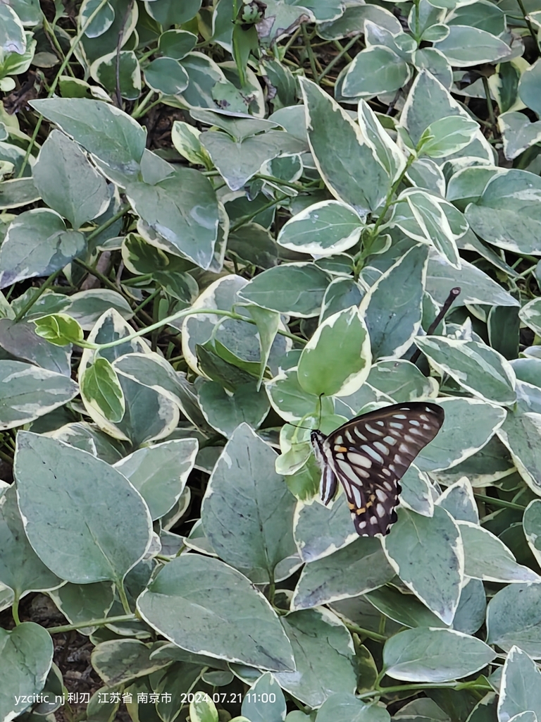 Graphium leechi from Nanjing, CN-JS, CN on July 21, 2024 at 11:00 AM by 利刃 · iNaturalist