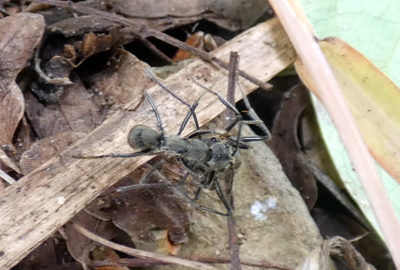 Diacamma from Phetchaburi, Thailand on July 21, 2024 at 04:01 PM by ...