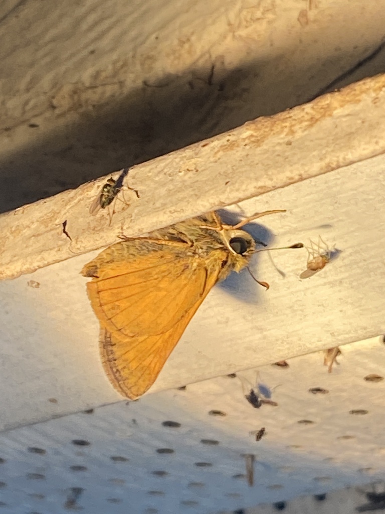 Huron Sachem from La Vale, MD 21502, USA on July 4, 2024 at 10:37 PM by ...