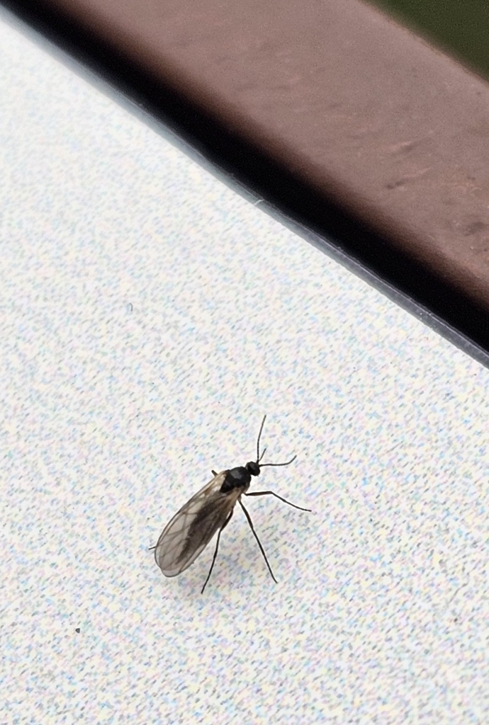 Dark-winged Fungus Gnats from Healesville Sanctuary/Glen Eadie Ave ...